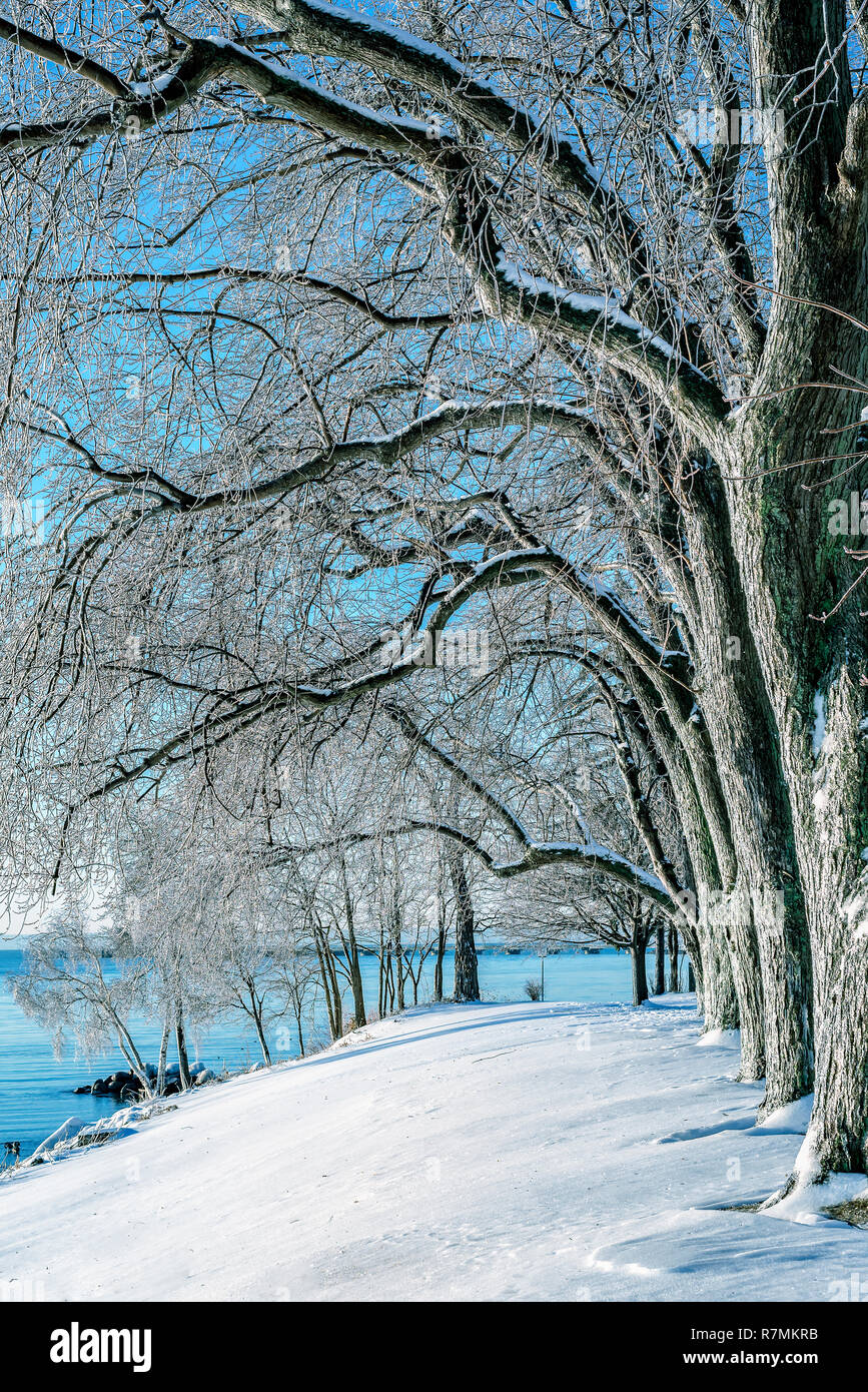 Tree branches covered with shield of ice in a winter morning by Lake ...
