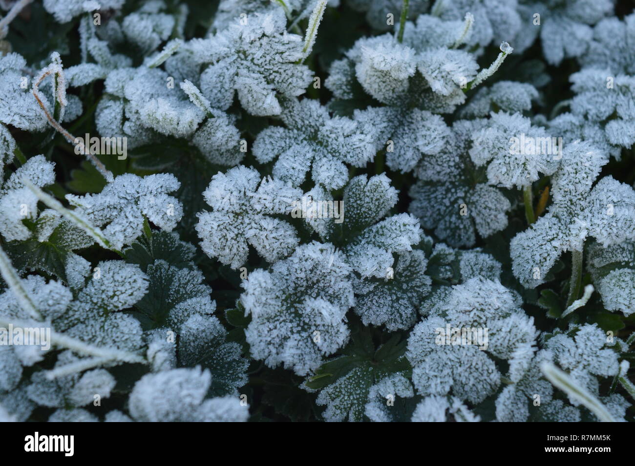 Frosty greenery hi-res stock photography and images - Alamy