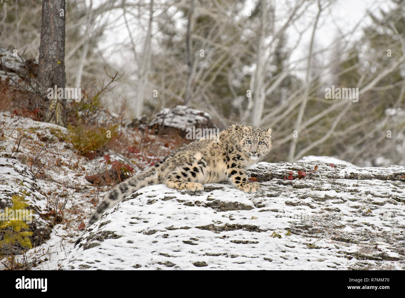 Snow Leopard Cub on a Rocky Ledge Stock Photo - Alamy