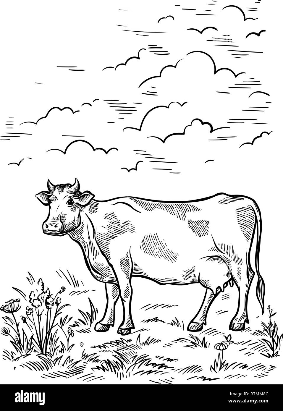 Cattle Drawn Stock Photos & Cattle Drawn Stock Images - Alamy