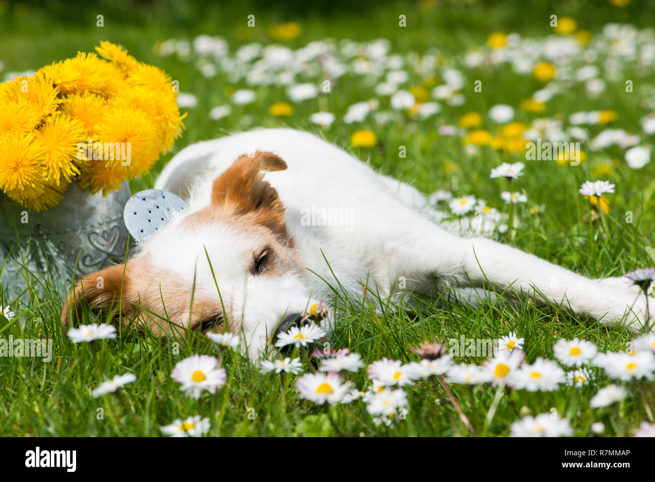 Sleeping dog in a spring meadow Stock Photo - Alamy