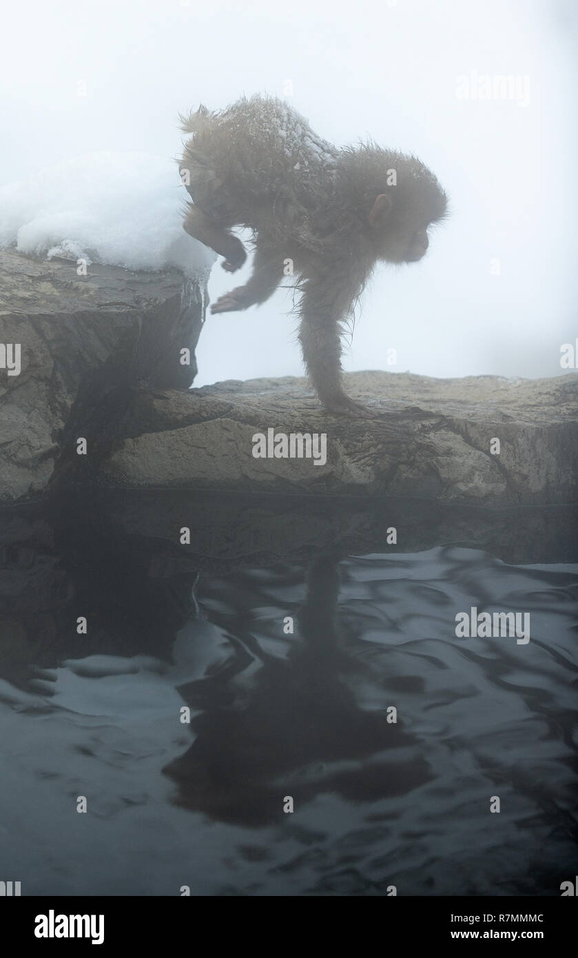 Silhouette of a jumping Japanese macaque in the fog on the shore of a ...