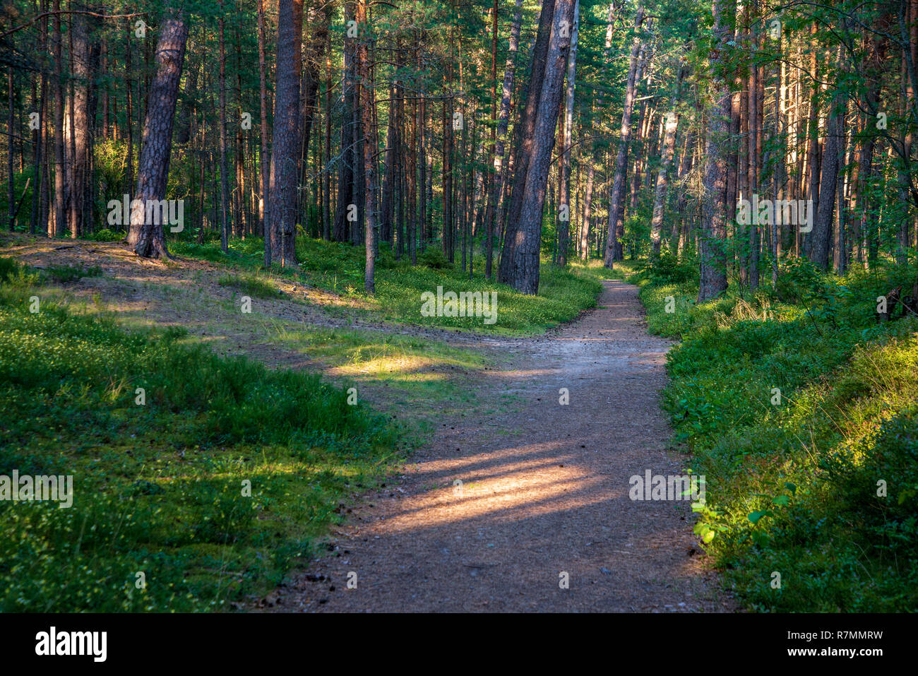 tourist hiking trail track in green summer forest with dark ground and ...