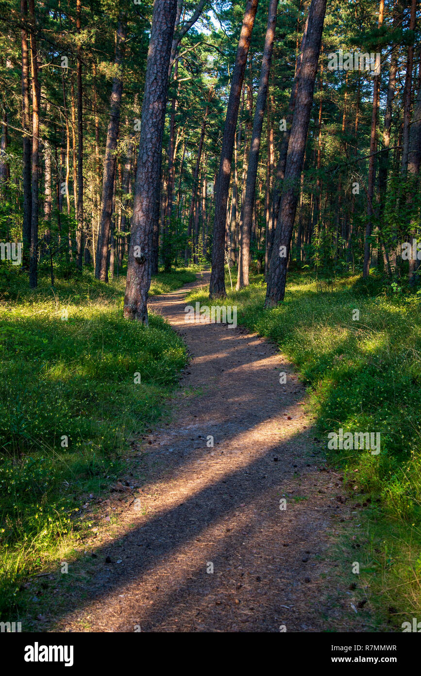 tourist hiking trail track in green summer forest with dark ground and ...