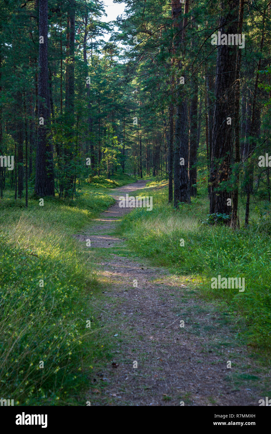 tourist hiking trail track in green summer forest with dark ground and ...