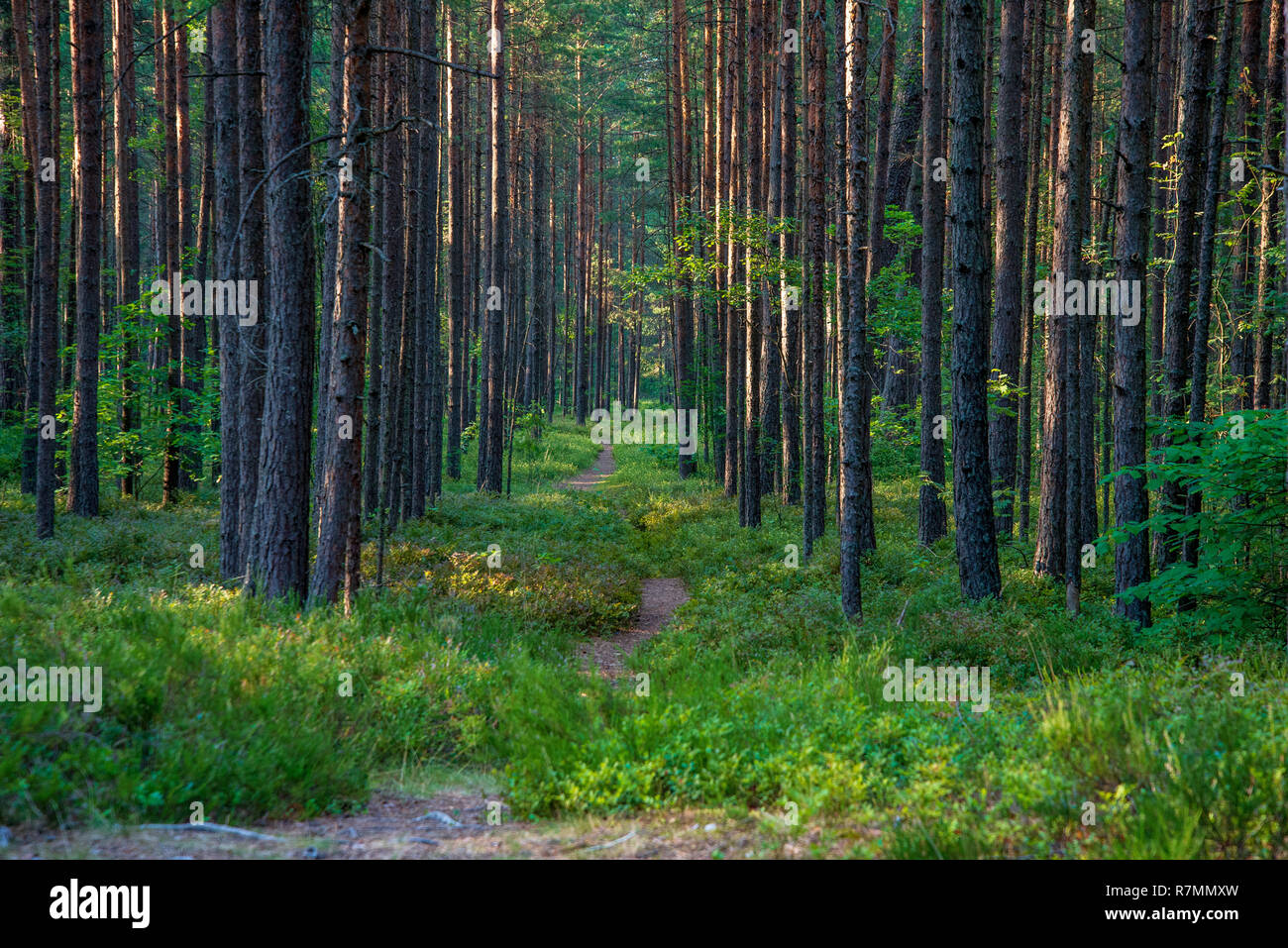 tourist hiking trail track in green summer forest with dark ground and ...
