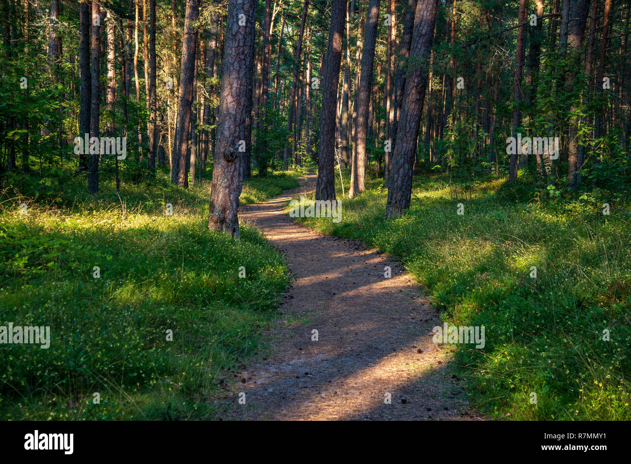 tourist hiking trail track in green summer forest with dark ground and ...