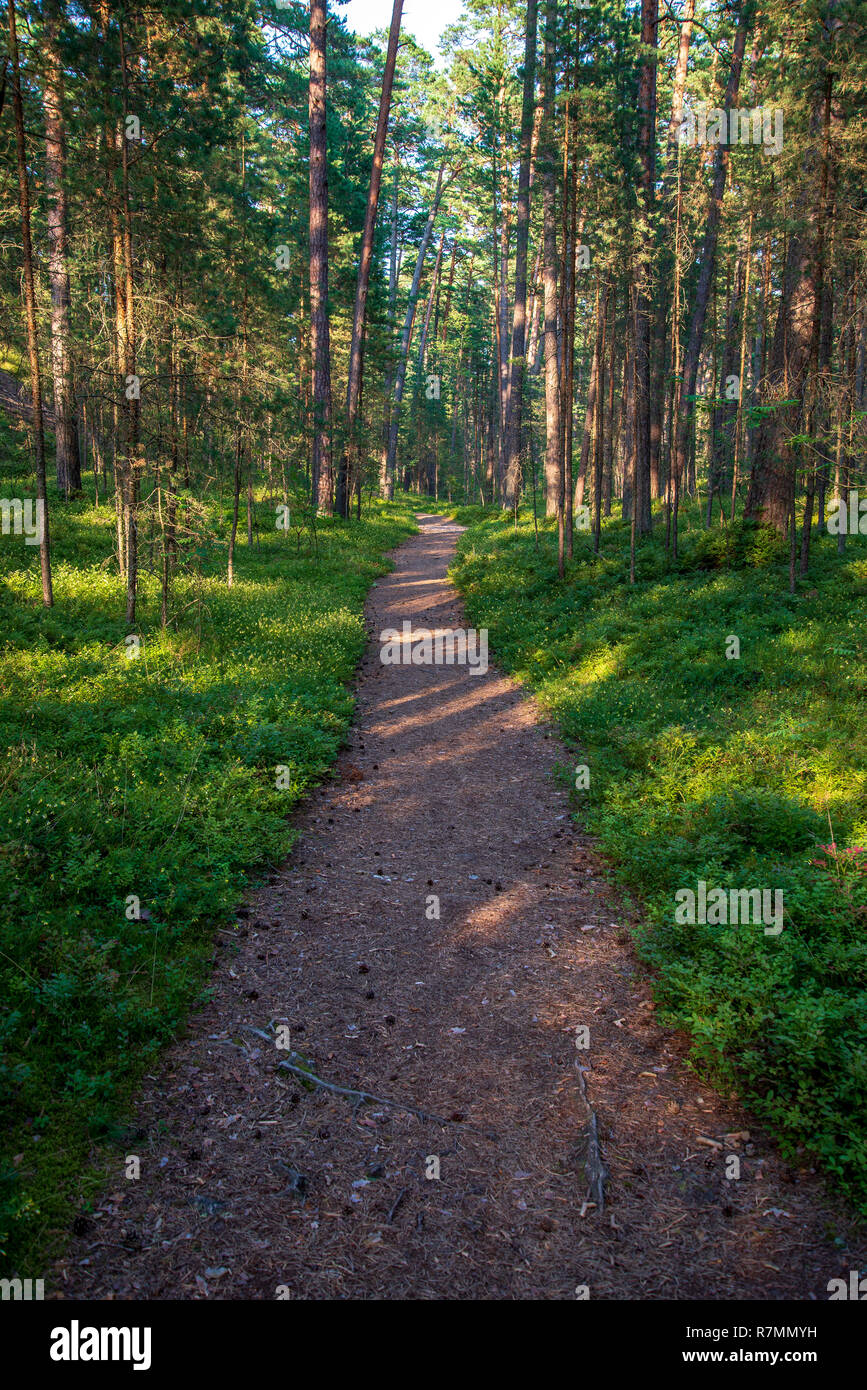 tourist hiking trail track in green summer forest with dark ground and ...
