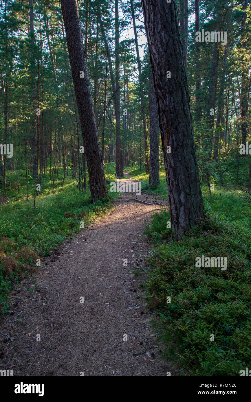 tourist hiking trail track in green summer forest with dark ground and ...