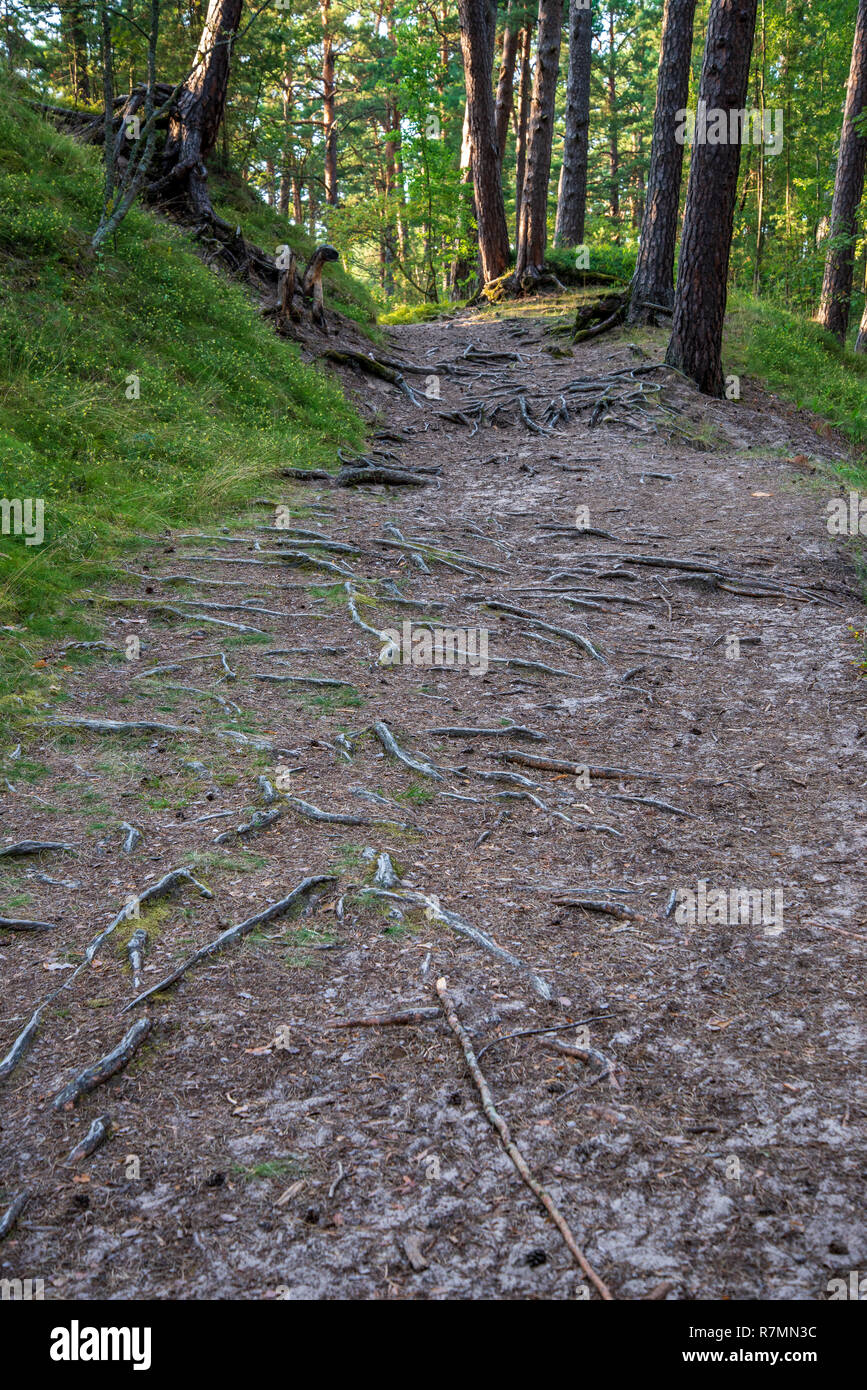 tourist hiking trail track in green summer forest with dark ground and ...