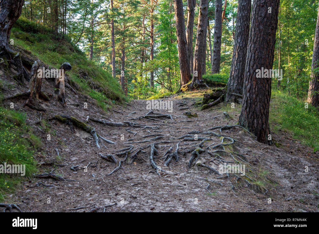 tourist hiking trail track in green summer forest with dark ground and ...