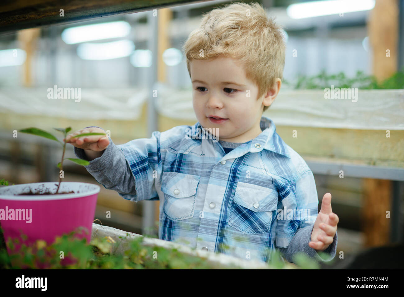boy planting seeds. little boy planting seeds in greenhouse. boy ...