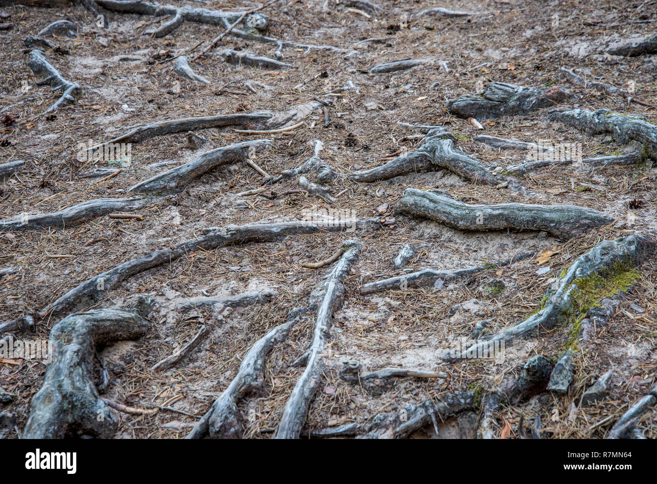 tourist hiking trail track in green summer forest with dark ground and ...
