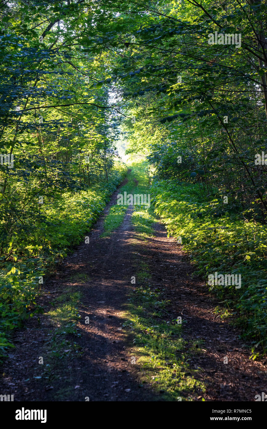 tourist hiking trail track in green summer forest with dark ground and ...