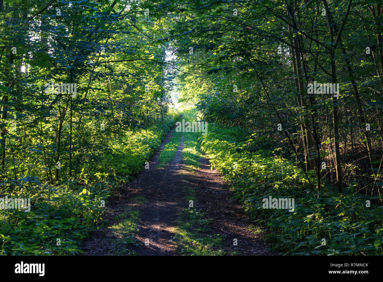 tourist hiking trail track in green summer forest with dark ground and ...