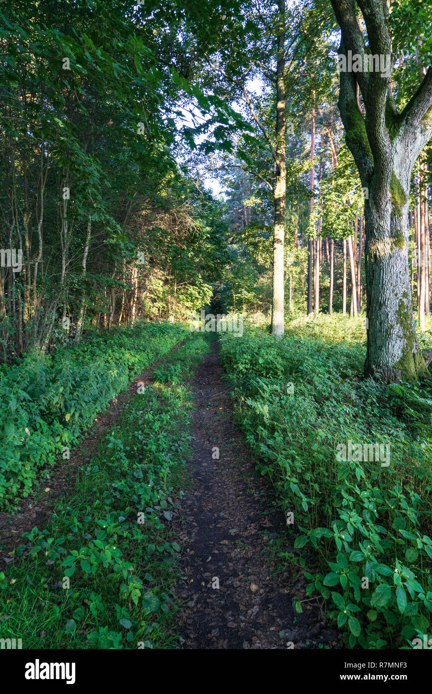 tourist hiking trail track in green summer forest with dark ground and ...