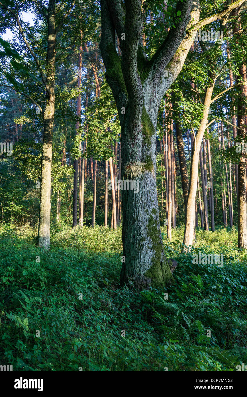 tourist hiking trail track in green summer forest with dark ground and ...