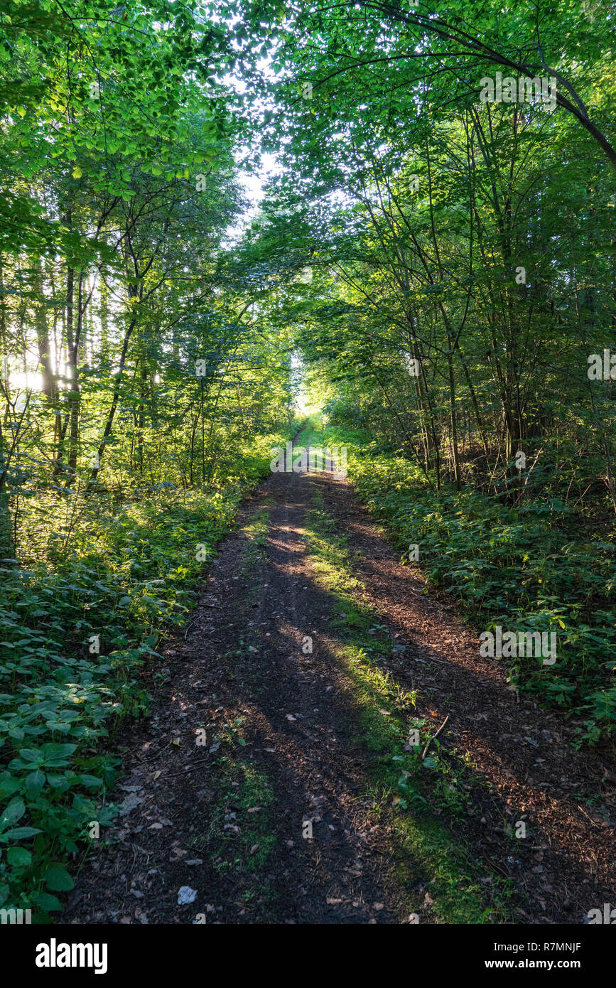 tourist hiking trail track in green summer forest with dark ground and ...