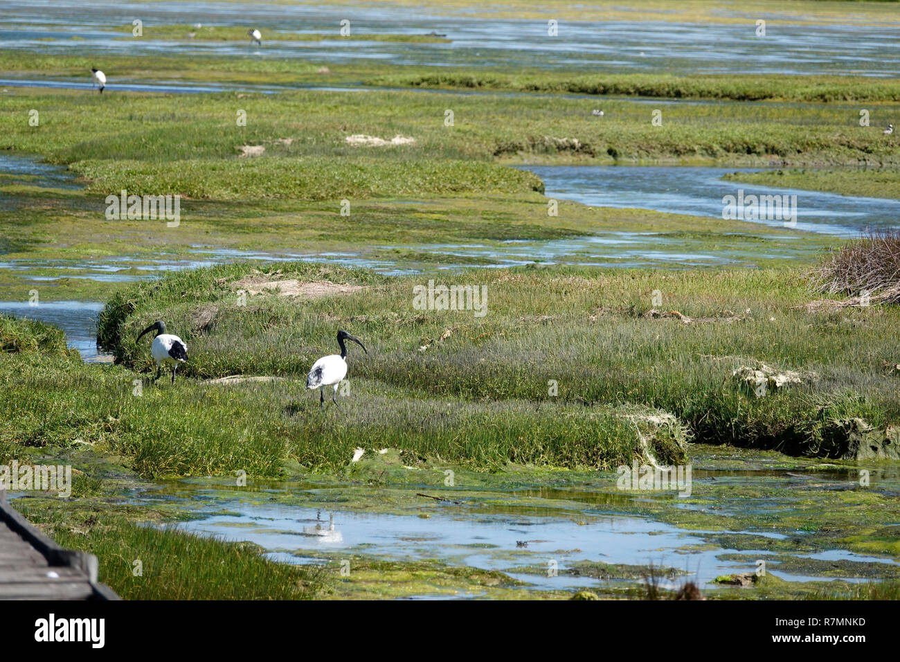 Velddrift hi-res stock photography and images - Alamy