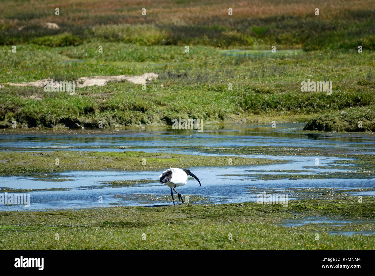 Velddrift hi-res stock photography and images - Alamy