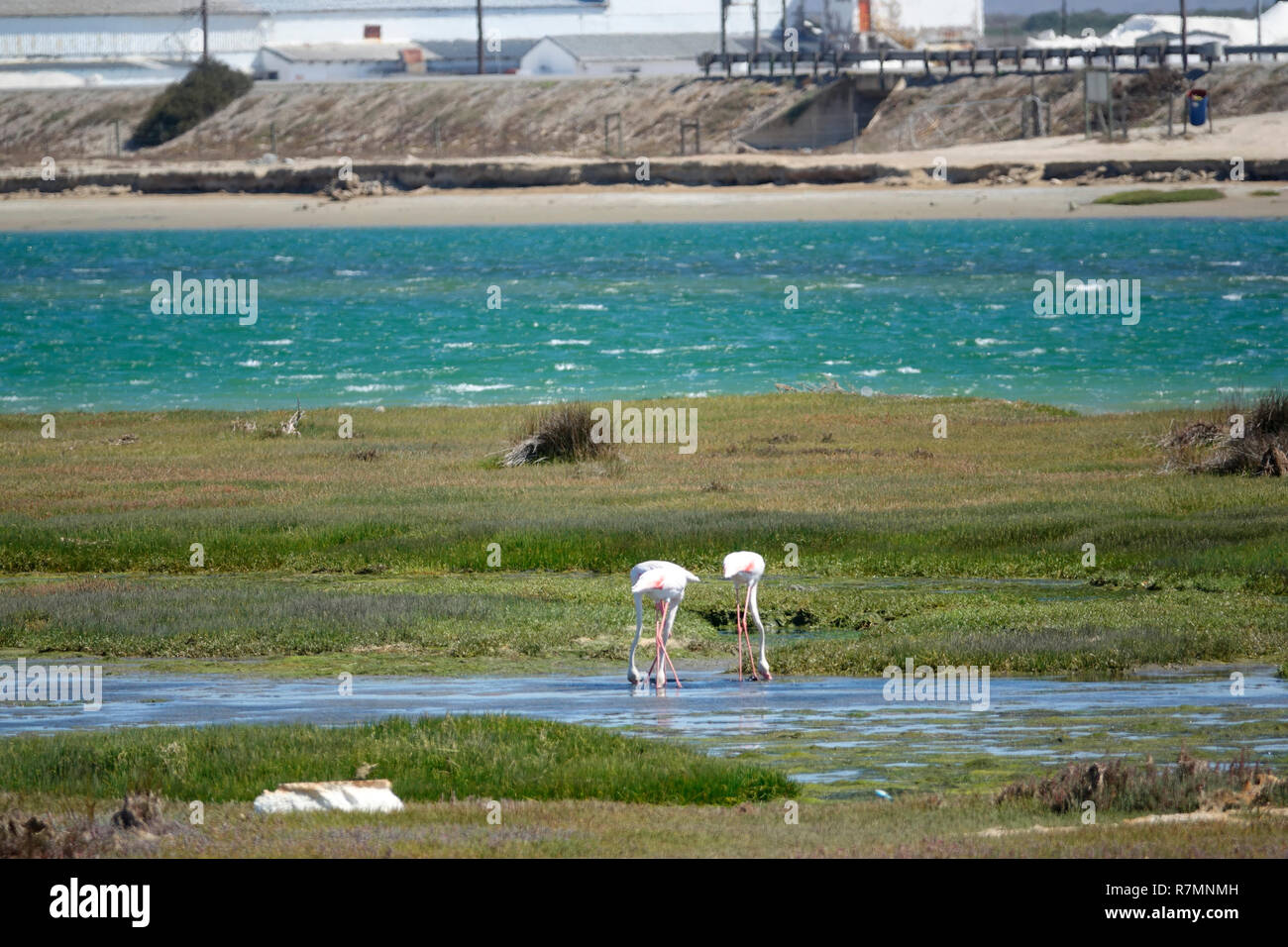 Velddrift flamingo Stock Photo - Alamy