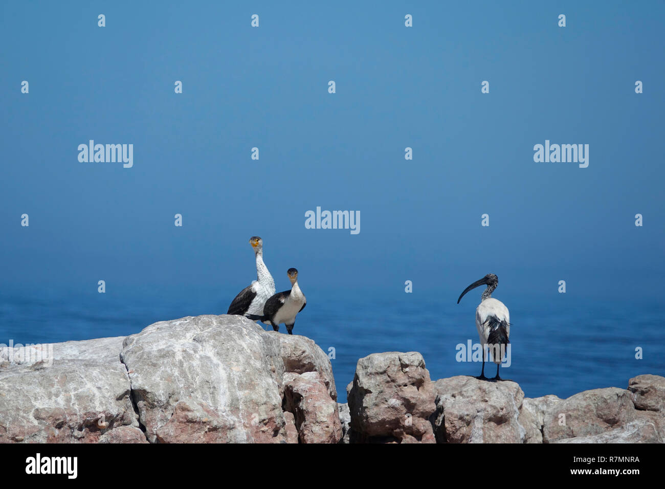 South africa elands bay hi-res stock photography and images - Alamy