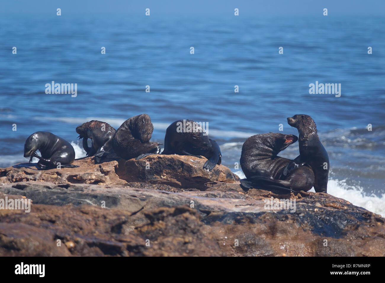 Elands bay hi-res stock photography and images - Alamy