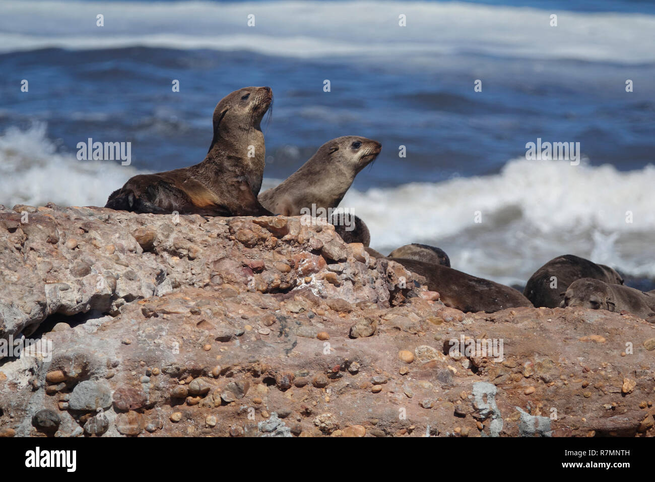 Elands bay hi-res stock photography and images - Alamy