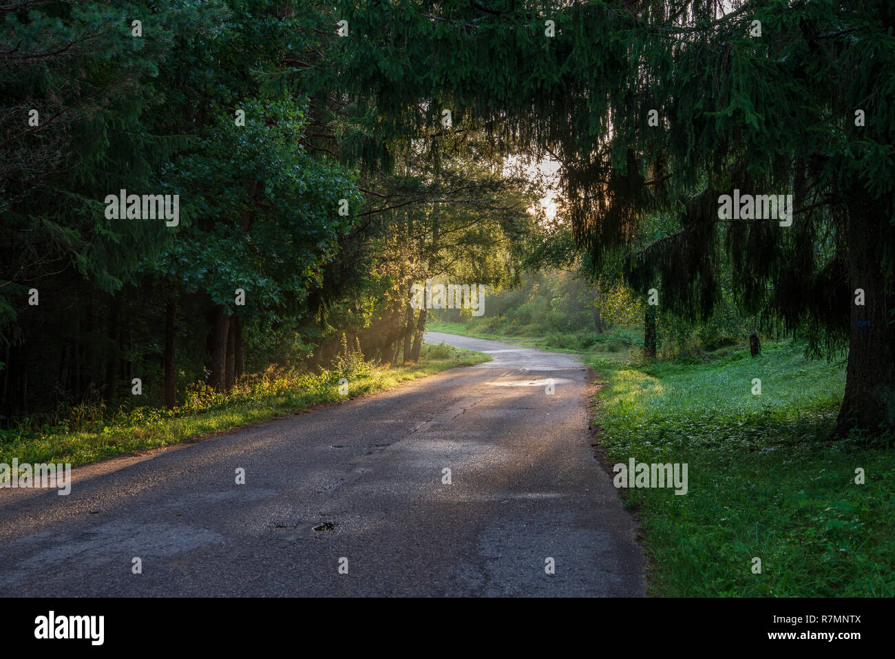 beautiful morning sun light shining through the trees on the road, sun ...