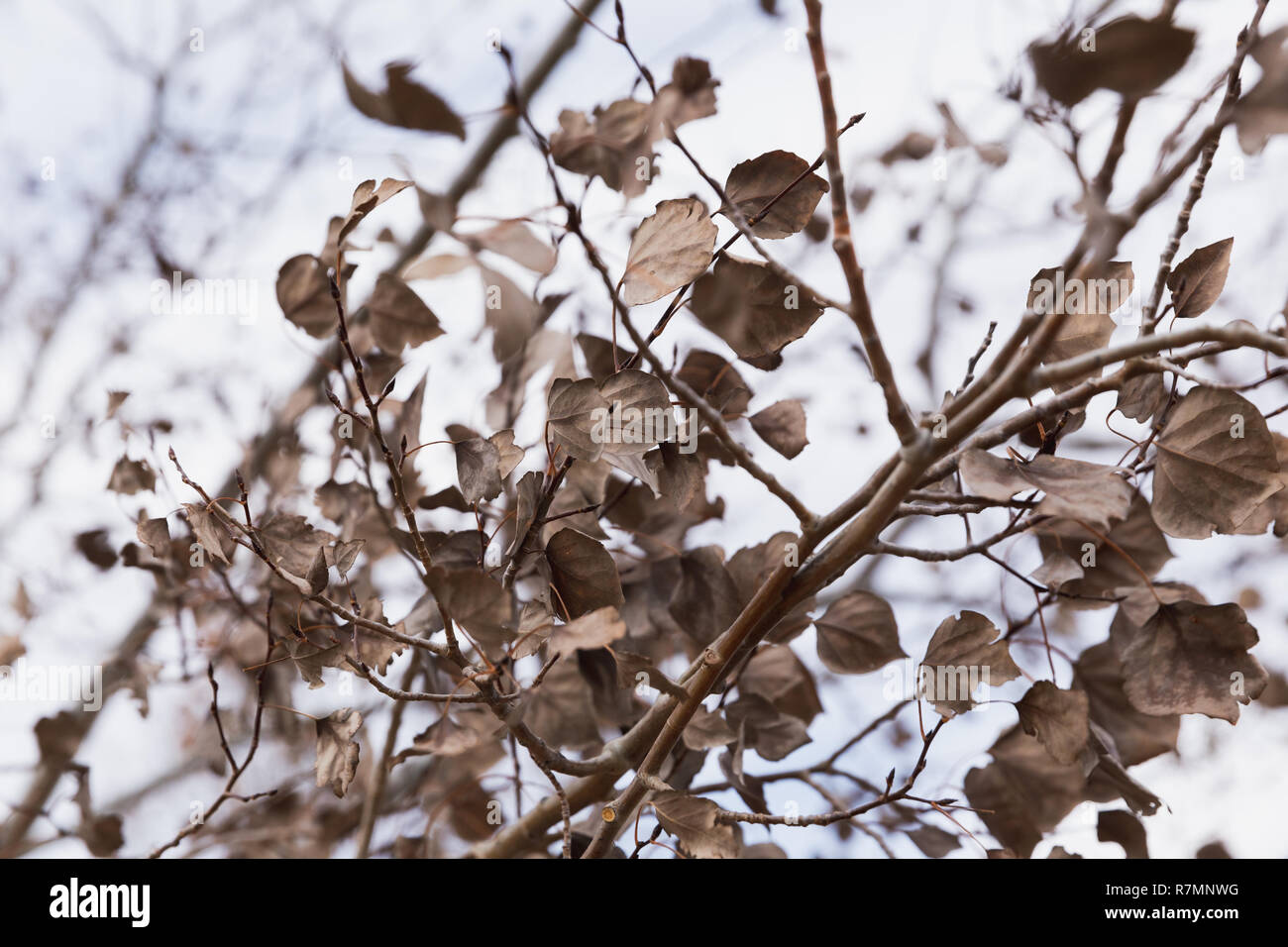 Dry, dead leaves on the branches of a deciduous tree in late fall or ...