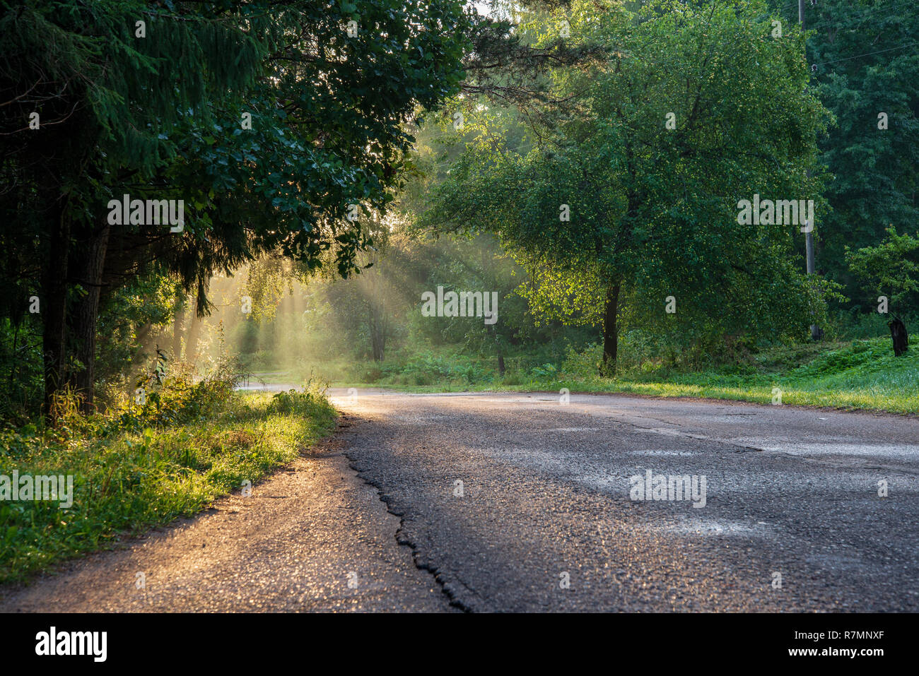 beautiful morning sun light shining through the trees on the road, sun ...