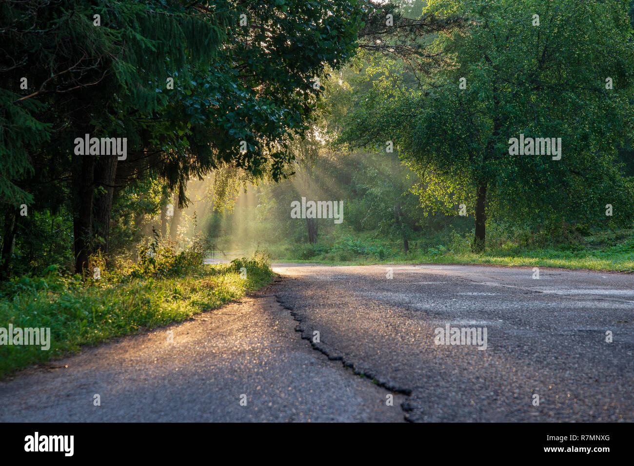 beautiful morning sun light shining through the trees on the road, sun ...
