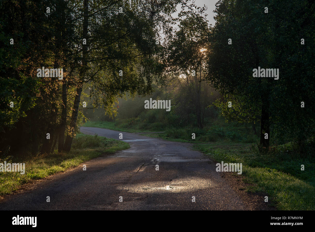 beautiful morning sun light shining through the trees on the road, sun ...
