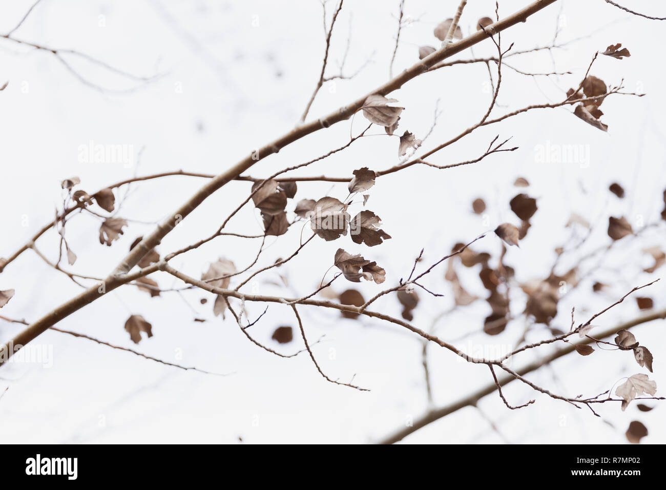 Deciduous tree in the fall hi-res stock photography and images - Alamy