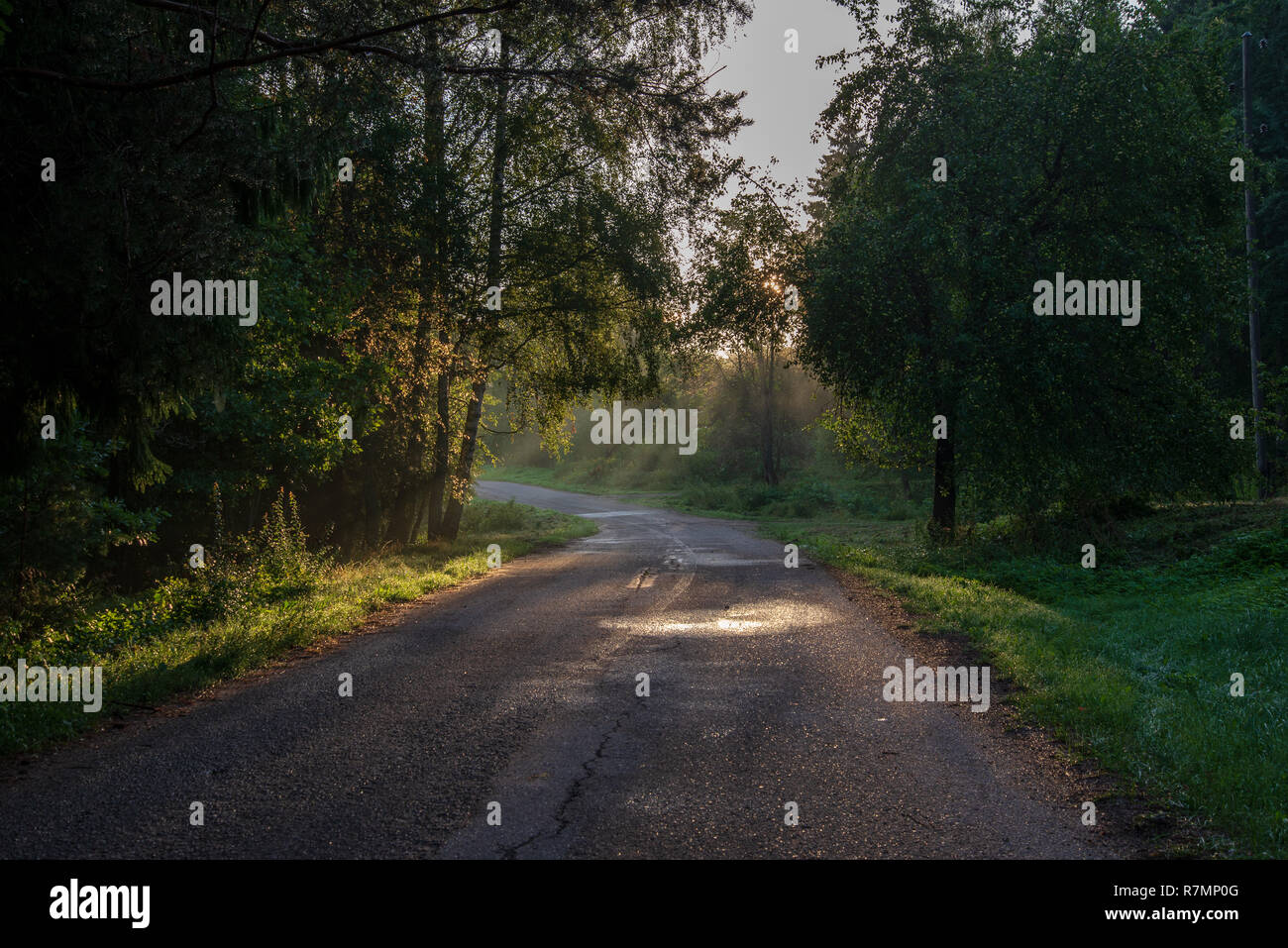 beautiful morning sun light shining through the trees on the road, sun ...
