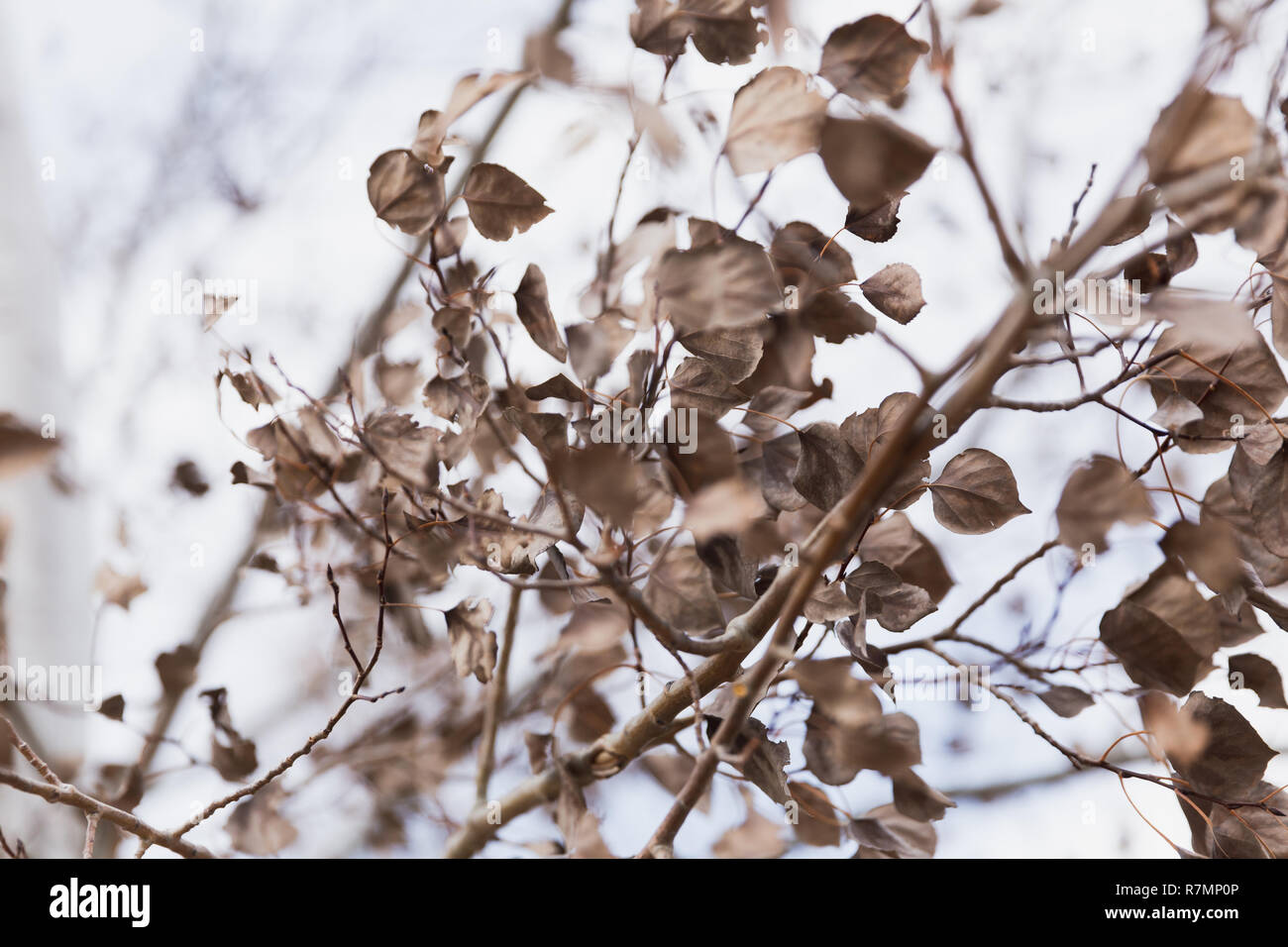 Dry, dead leaves on the branches of a deciduous tree in late fall or ...