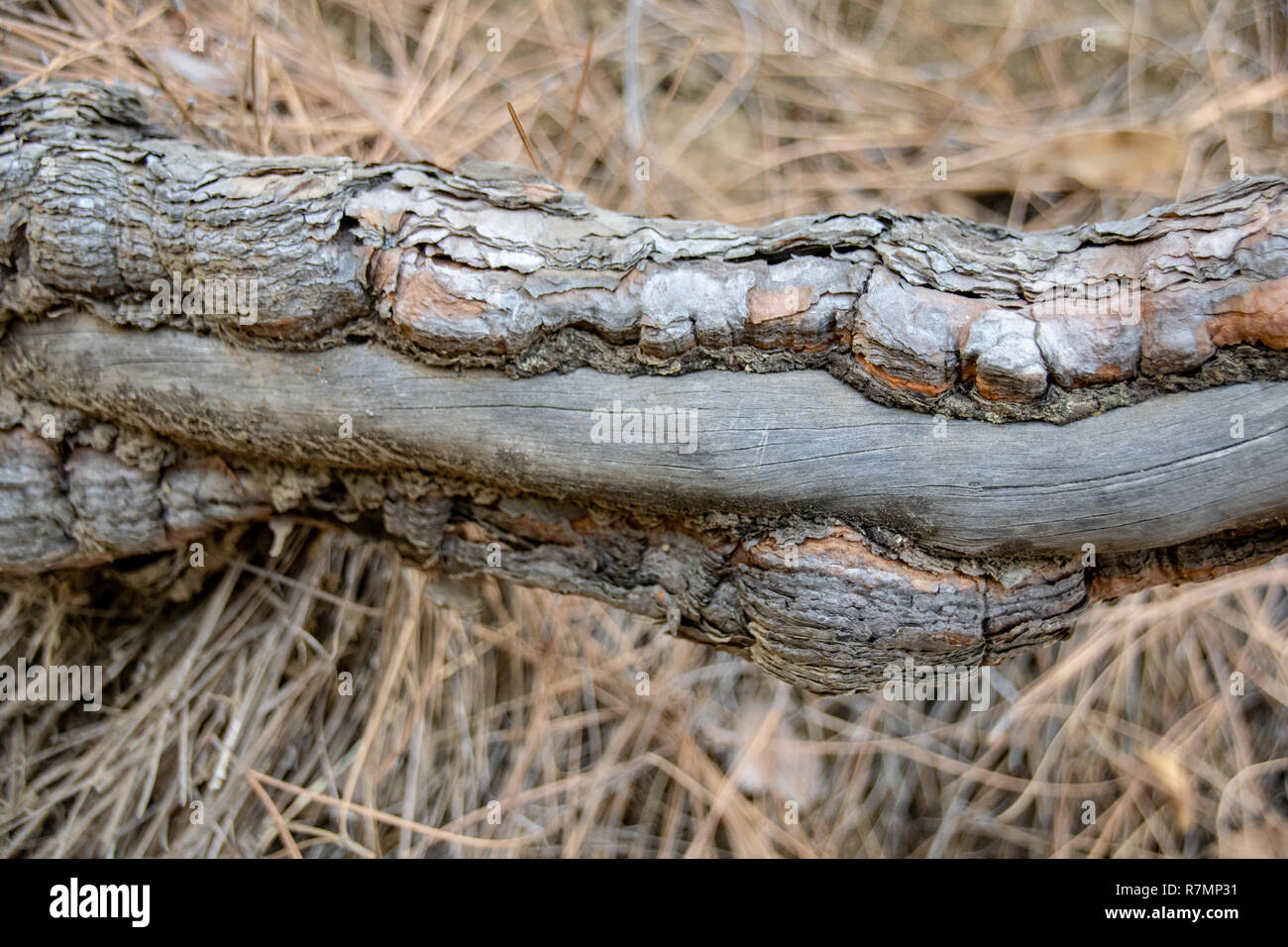 Bark removal hi-res stock photography and images - Alamy
