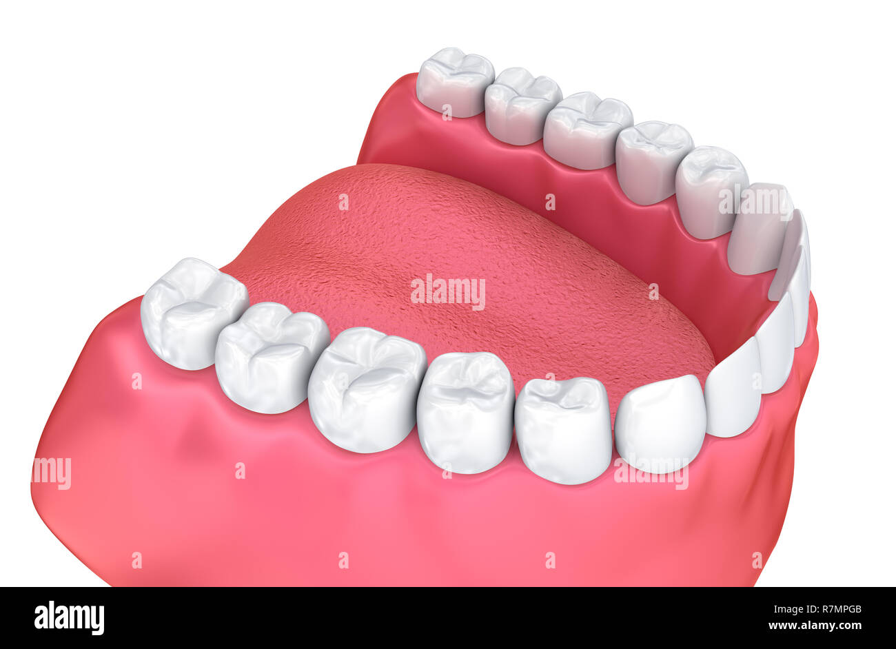 Mouth gum and teeth. Medically accurate tooth 3D illustration Stock ...