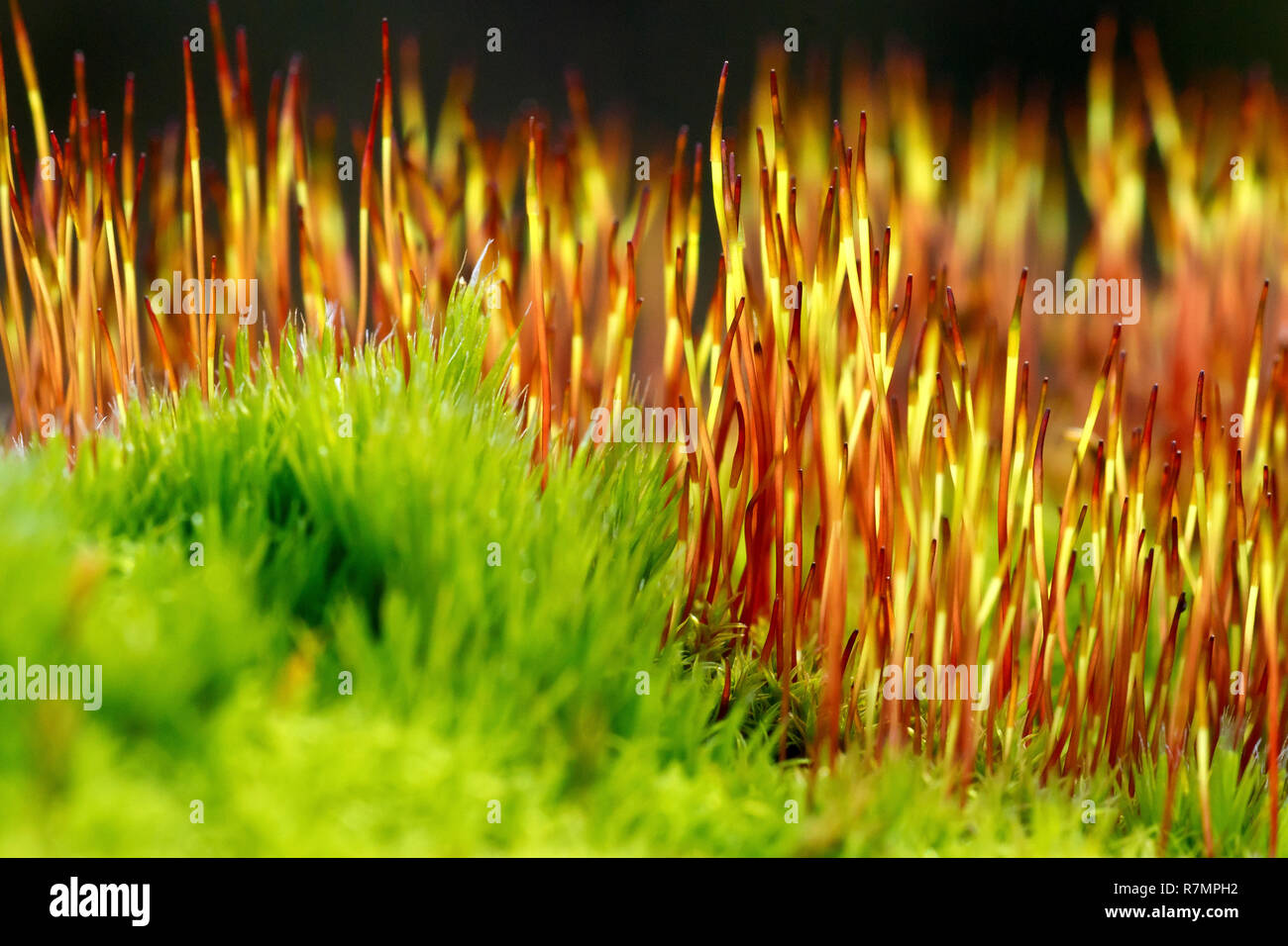 Moss close up hi-res stock photography and images - Alamy