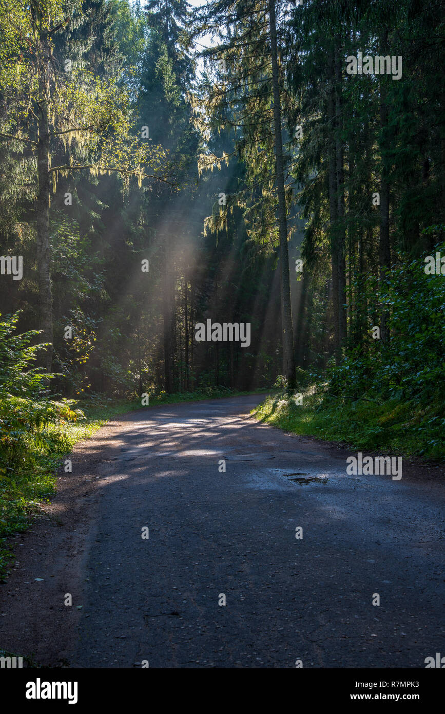 beautiful morning sun light shining through the trees on the road, sun ...