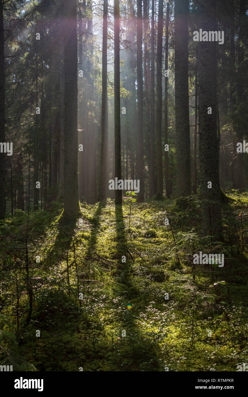 beautiful morning sun light shining through the trees on the road, sun ...