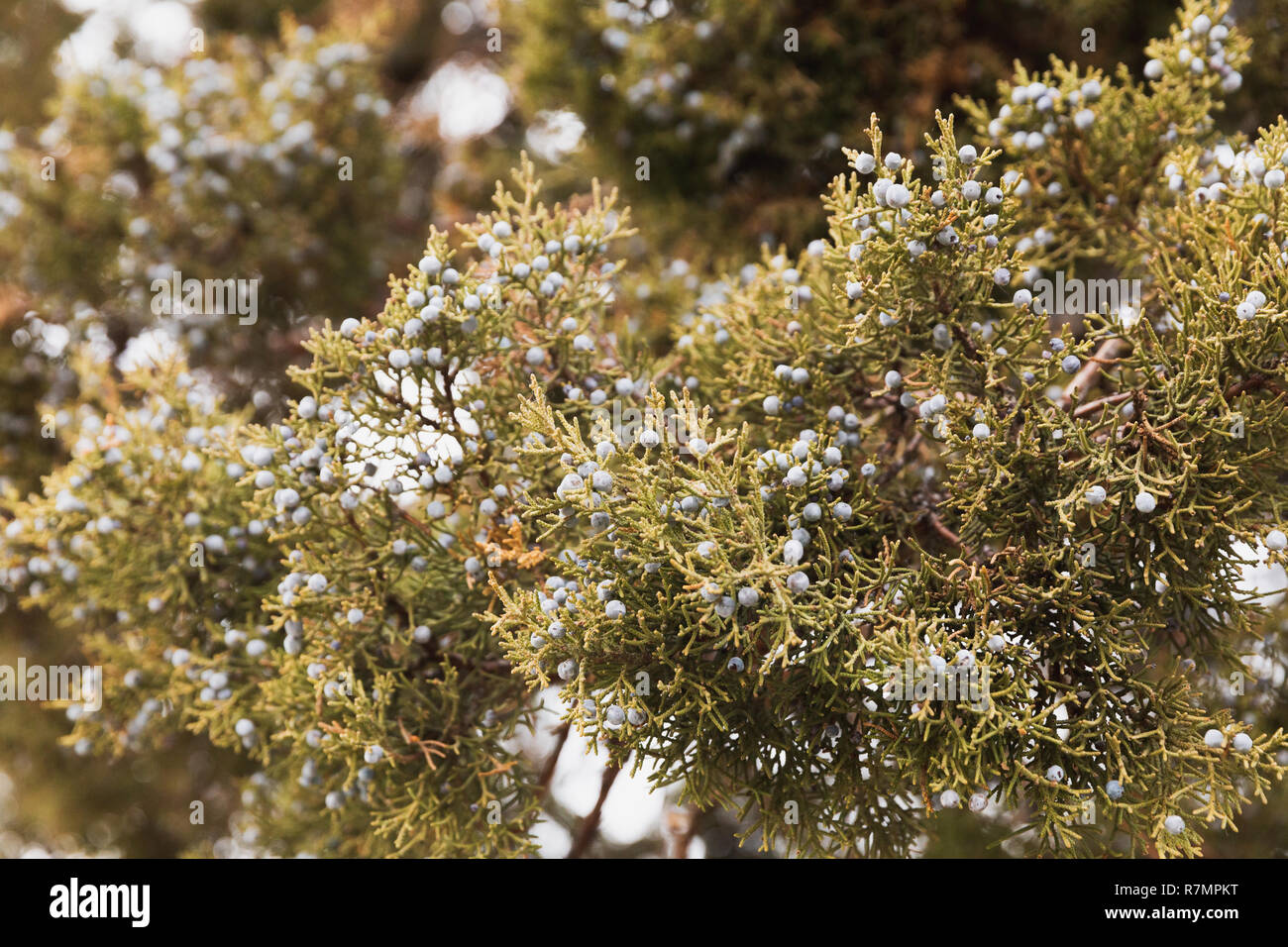 Western juniper hi-res stock photography and images - Alamy