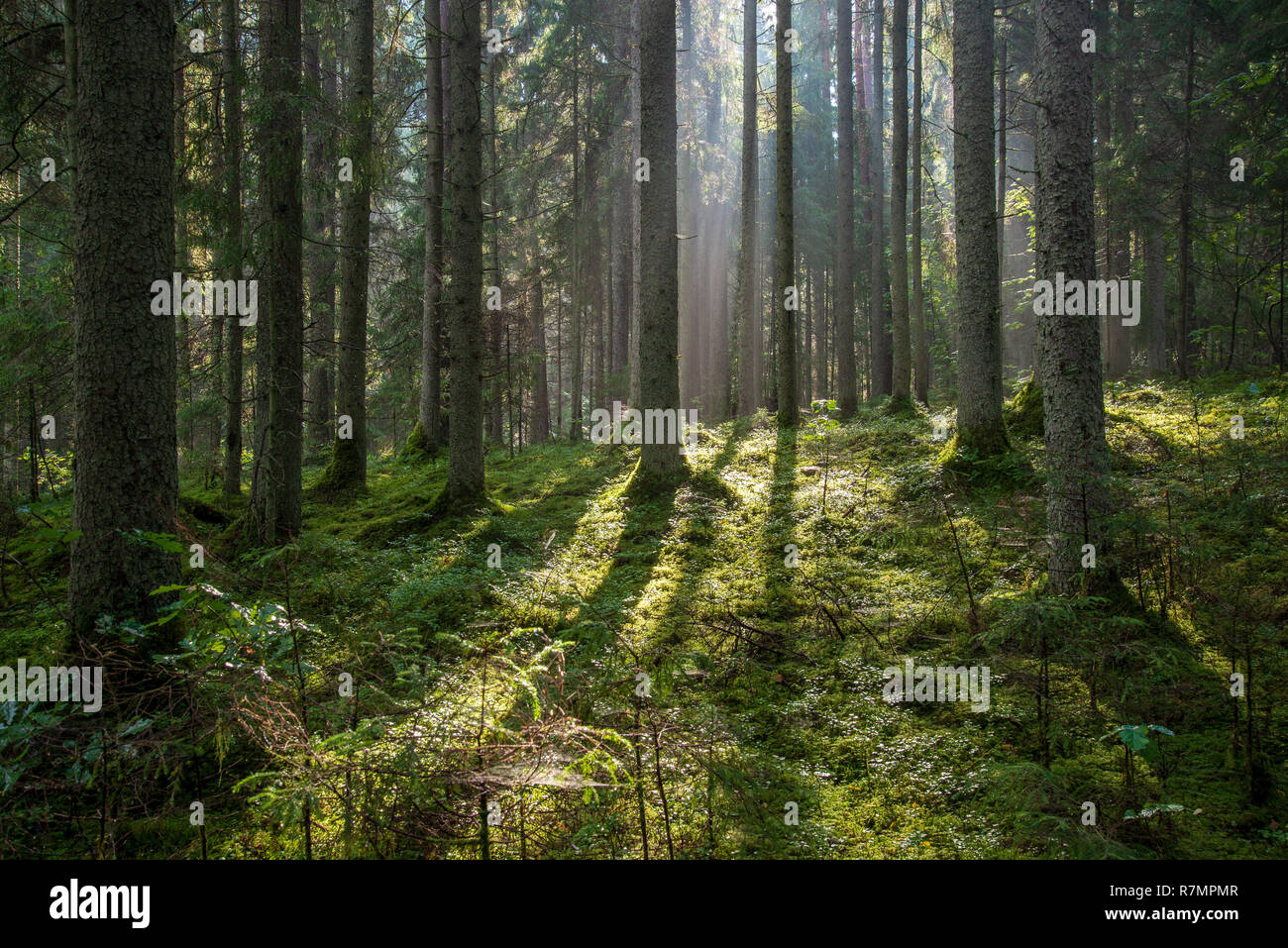 beautiful morning sun light shining through the trees on the road, sun ...