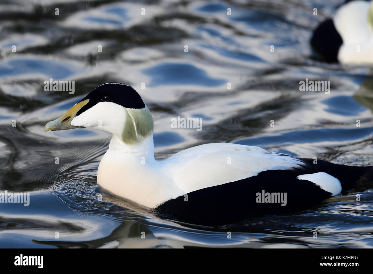 Side view of a common eider drake (somateria mollissima) swimming in ...