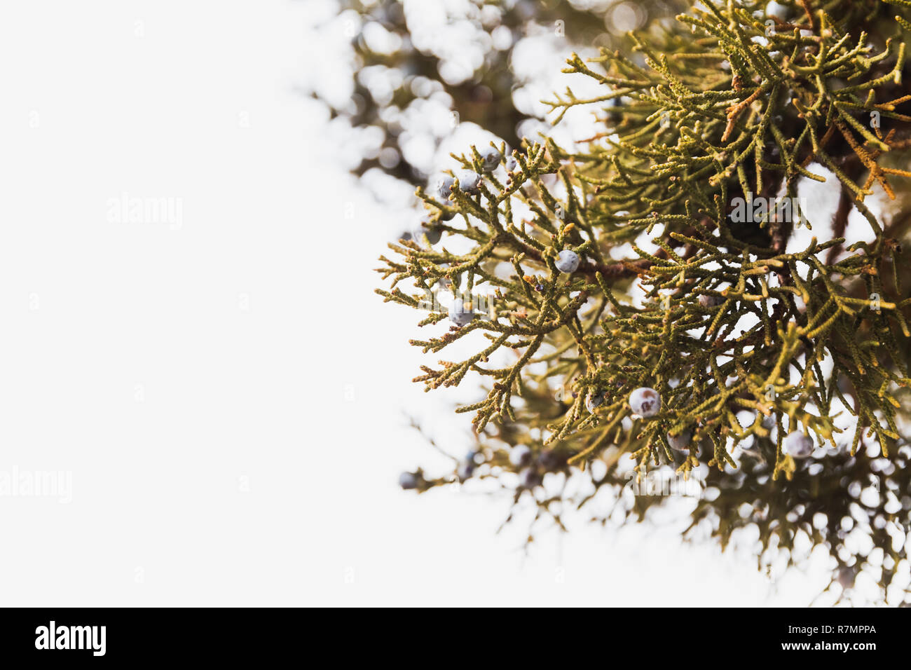 Western juniper hi-res stock photography and images - Alamy