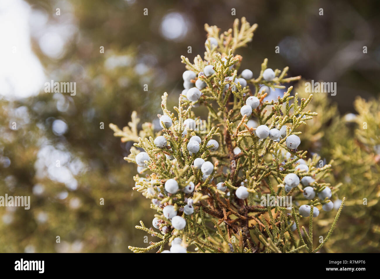 Western juniper hi-res stock photography and images - Alamy