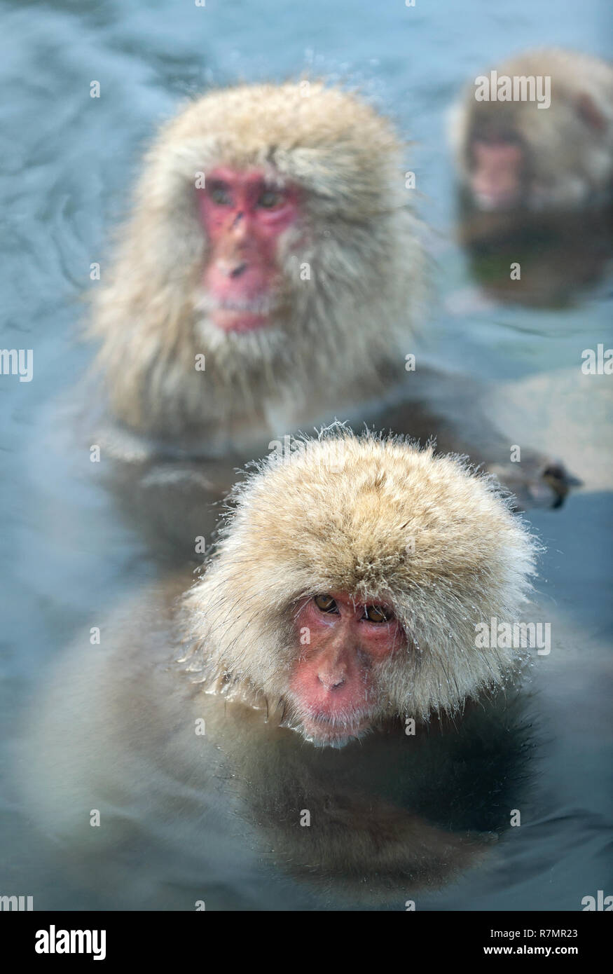Japanese macaques in the water of natural hot springs. The Japanese ...