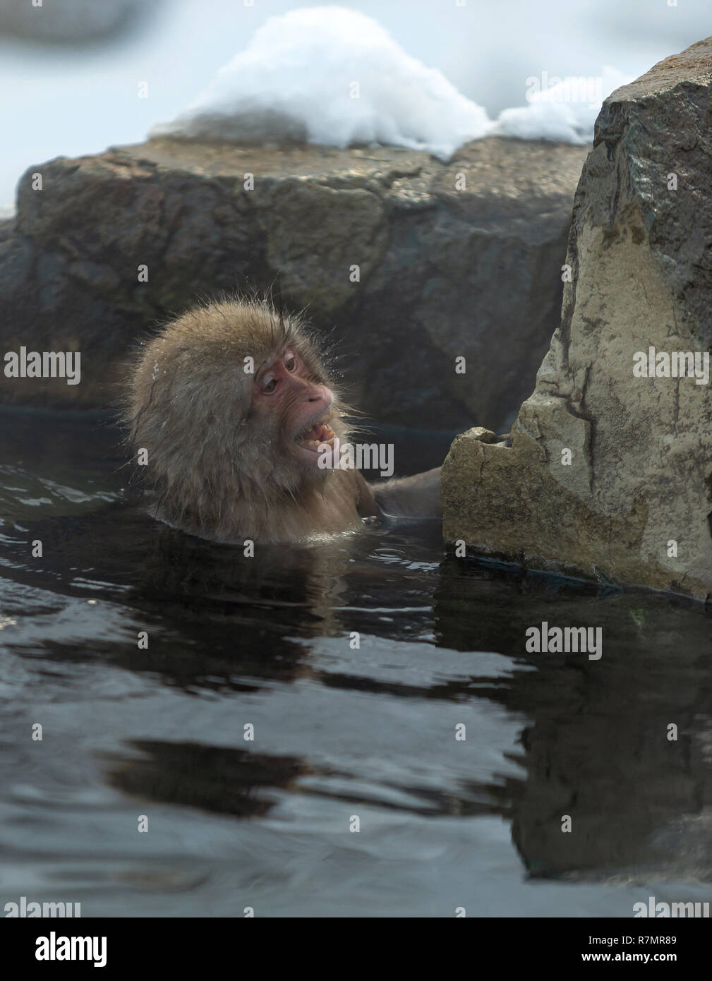 Cub of Japanese macaque in the water of natural hot springs. The ...