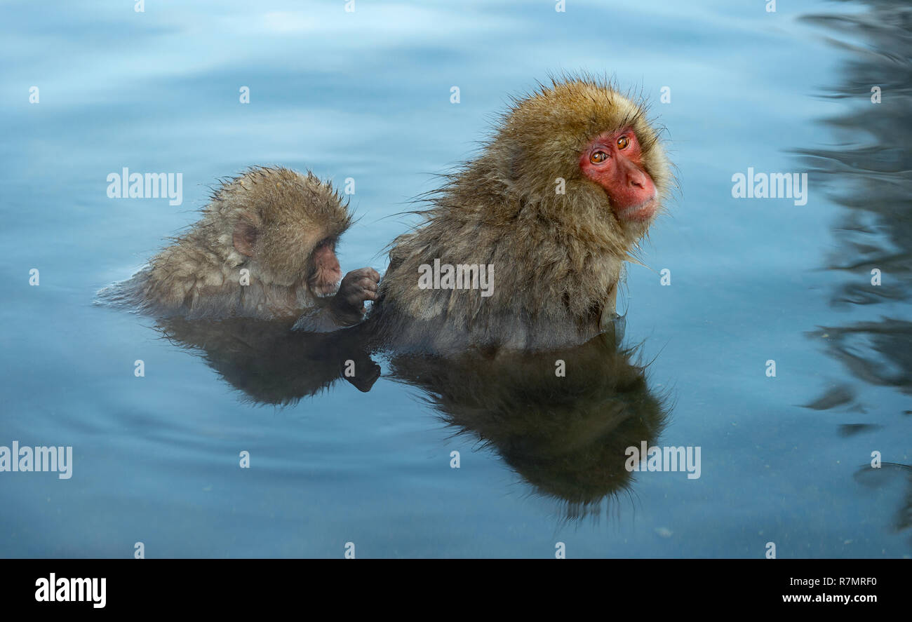 Japanese macaques in the water of natural hot springs. The Japanese ...