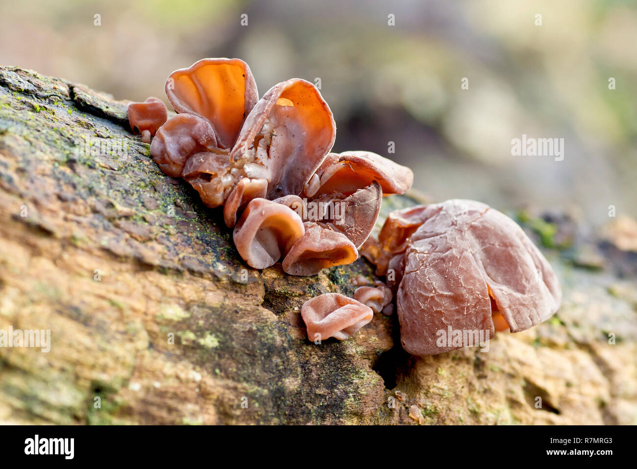 Jelly Ear Fungus (hirneola or auricularia auricula-judae), close up of ...